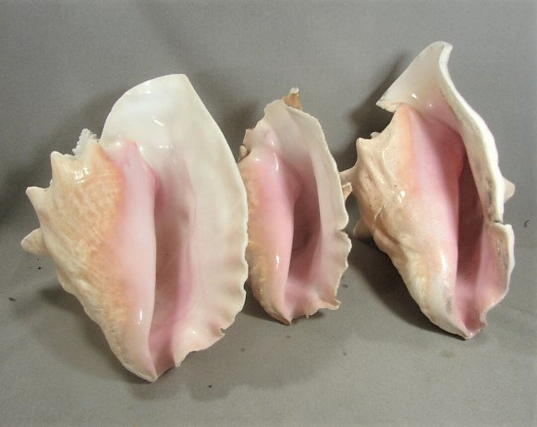3 BIG Queen Conch Shells Beautiful Color Ca 1980 - Etsy