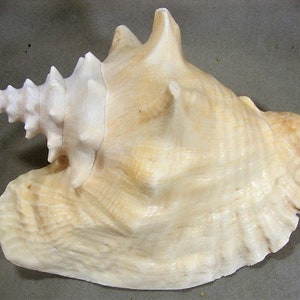 3 BIG Queen Conch Shells Beautiful Color Ca 1980 - Etsy