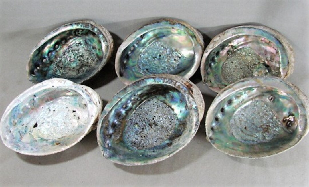 6 Abalone Shells 7" to 6 1/2", Gorgeous Colors, Vintage - Etsy