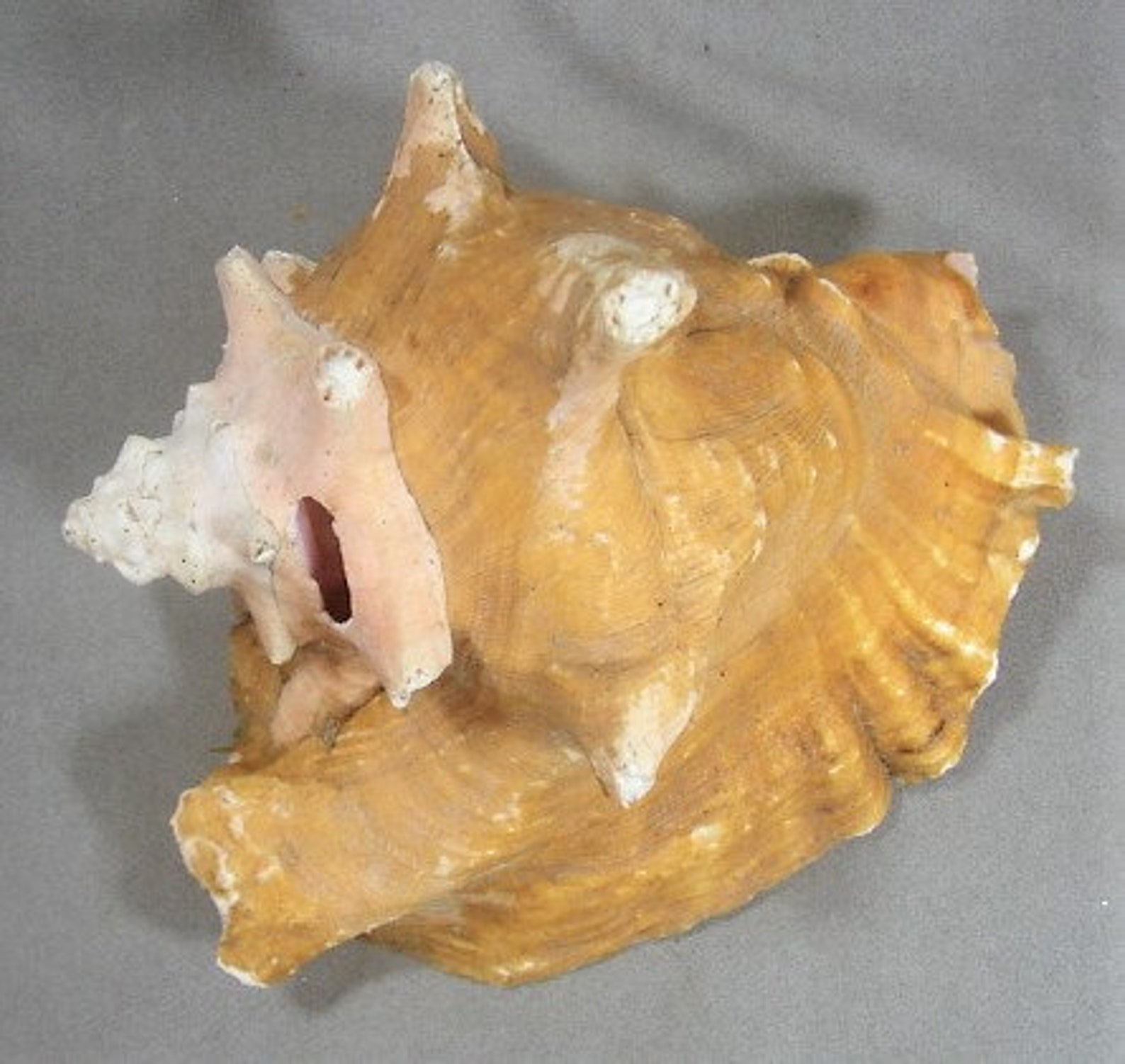 3 BIG Queen Conch Shells Beautiful Color ca 1980 | Etsy