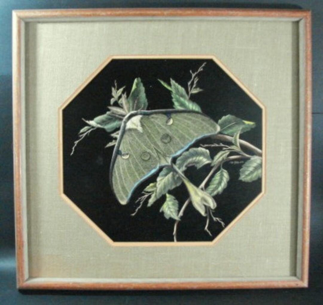 Original Luna Moth Scene by Judy Gratton, Scratchboard Technique, Luna ...