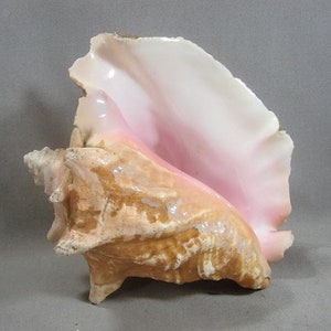 3 BIG Queen Conch Shells Beautiful Color Ca 1980 - Etsy