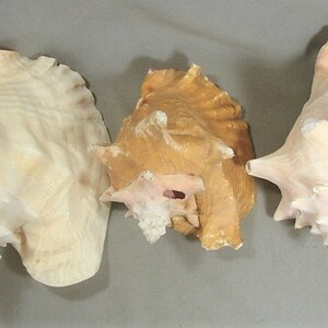 3 BIG Queen Conch Shells Beautiful Color Ca 1980 - Etsy