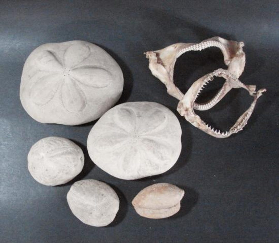 Fossilized Sea Shells and Vintage Shark Jaws, Group of 7 Items - Etsy