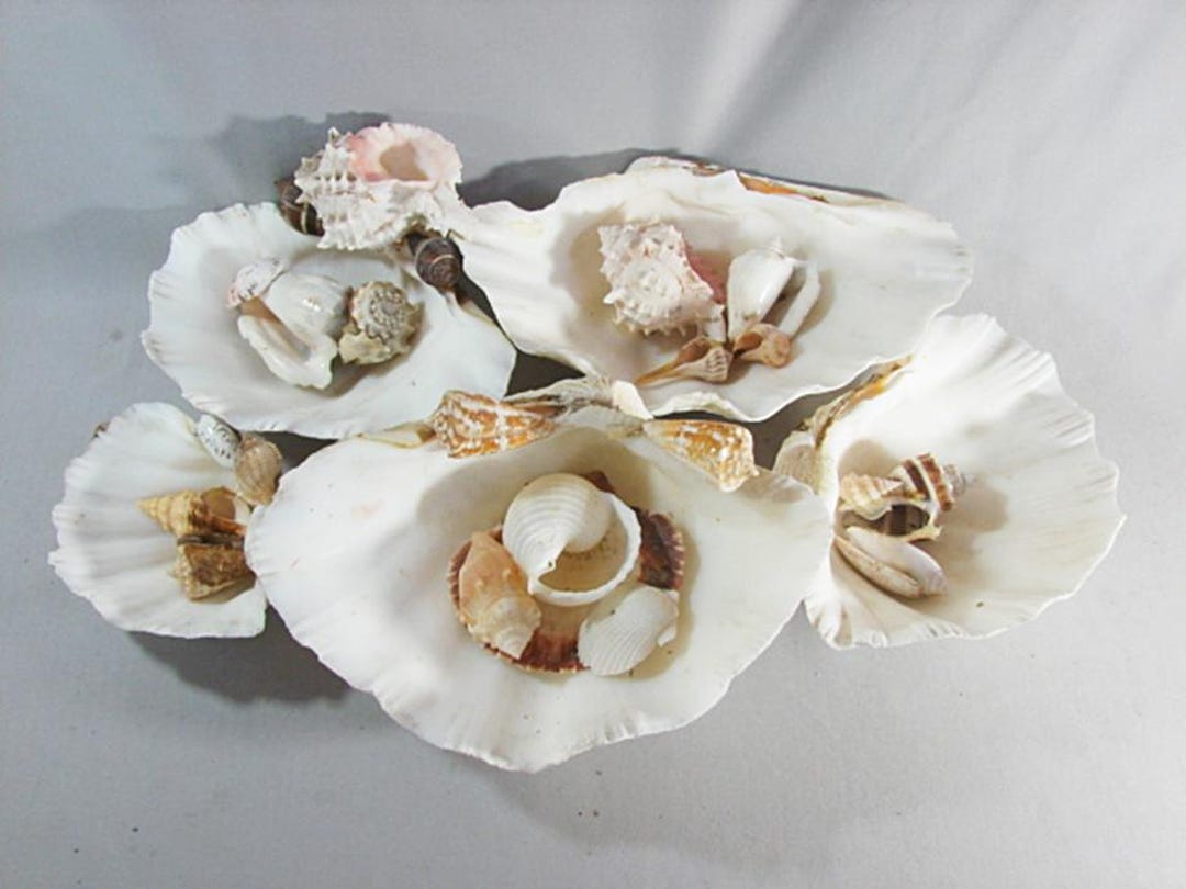 Seashells, Giant Clam, Murex, Whelk, Conch and Others, All Vintage From ...