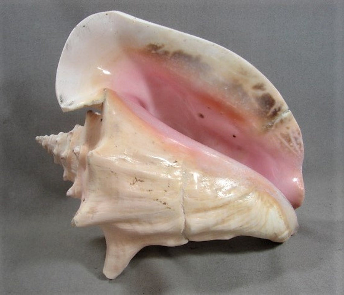 3 BIG Queen Conch Shells Beautiful Color ca 1980 - Etsy.de