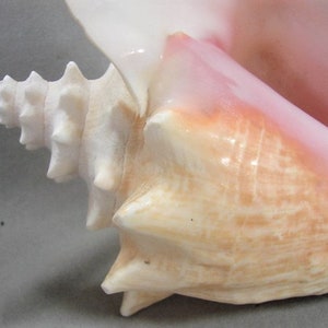 3 BIG Queen Conch Shells Beautiful Color Ca 1980 - Etsy