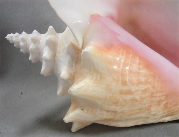 Queen Conch Shells