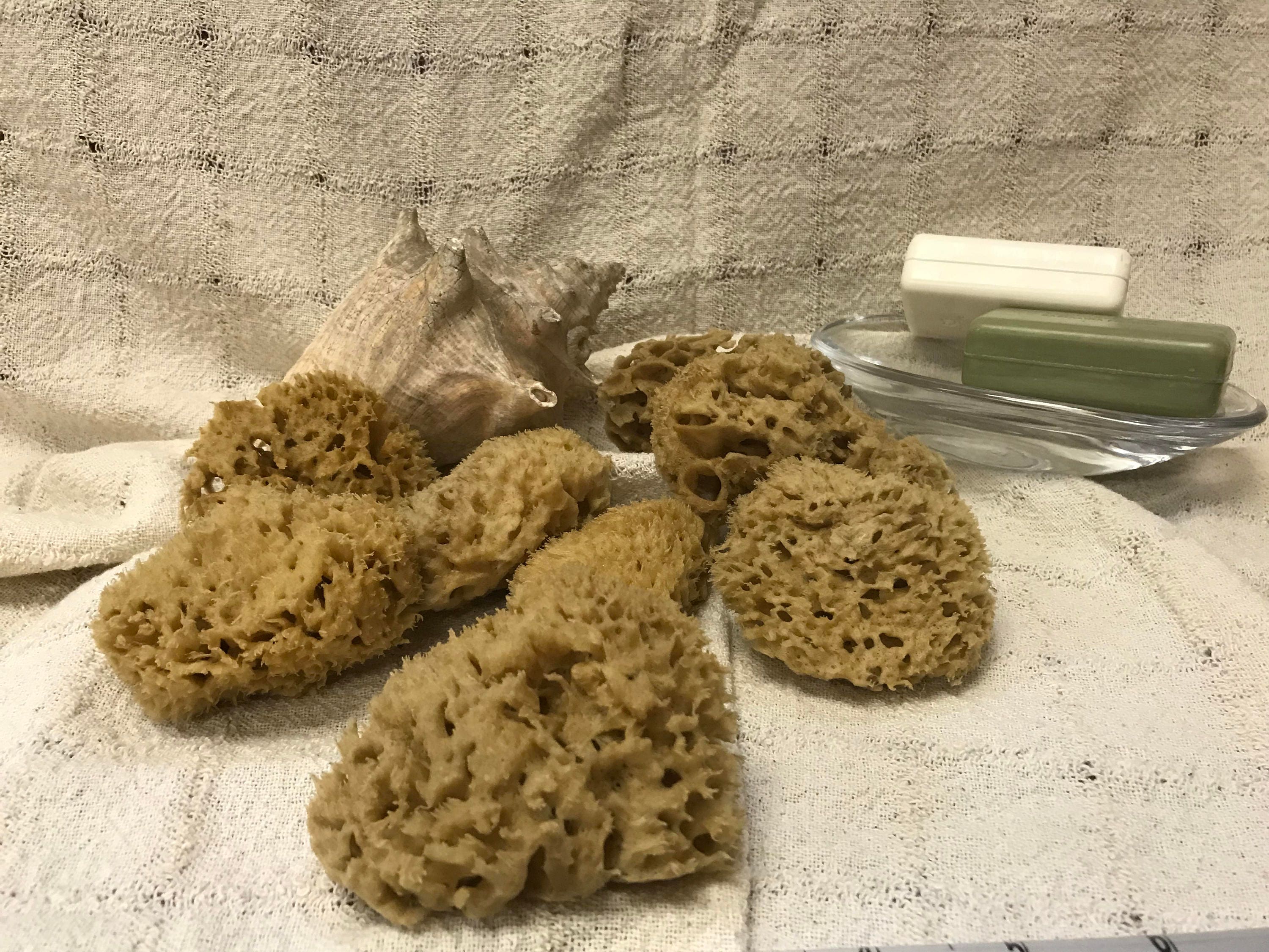 Mediterranean Natural Sea Wool Sponges Approximately 3" - Etsy