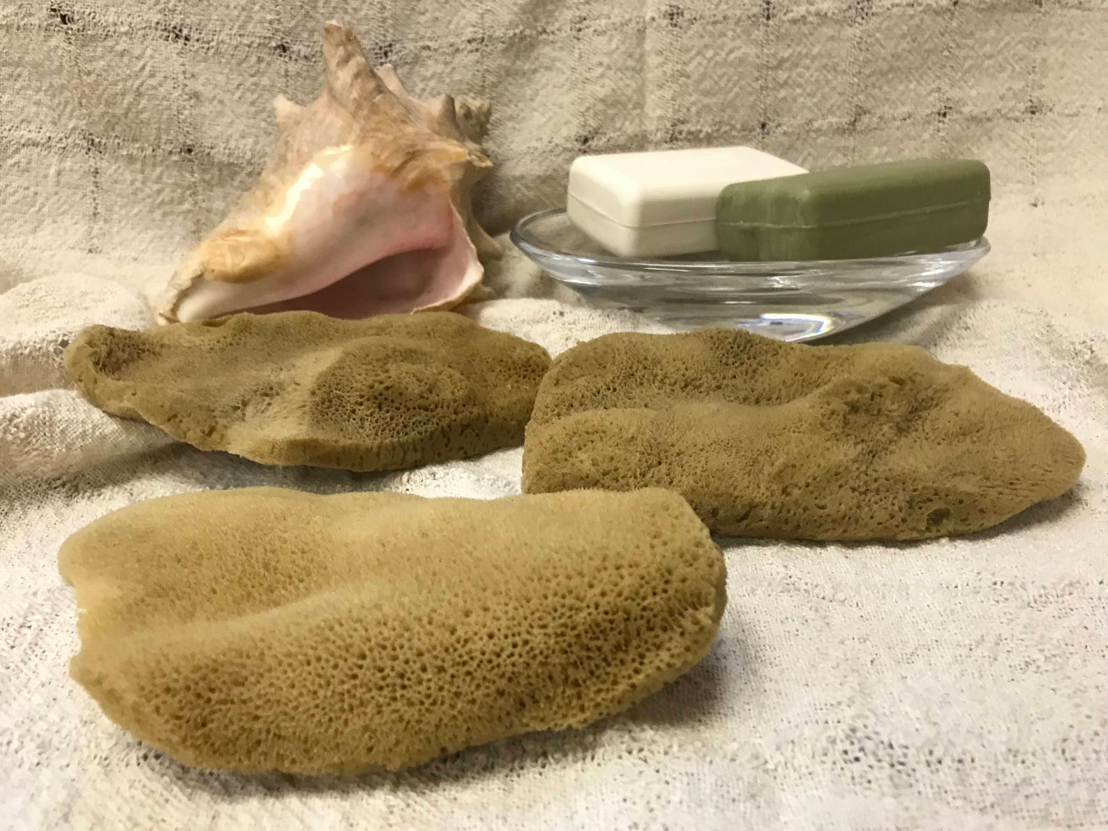 4"-5" Natural Elephant Ear Sponge From the Mediterranean Sea - Etsy