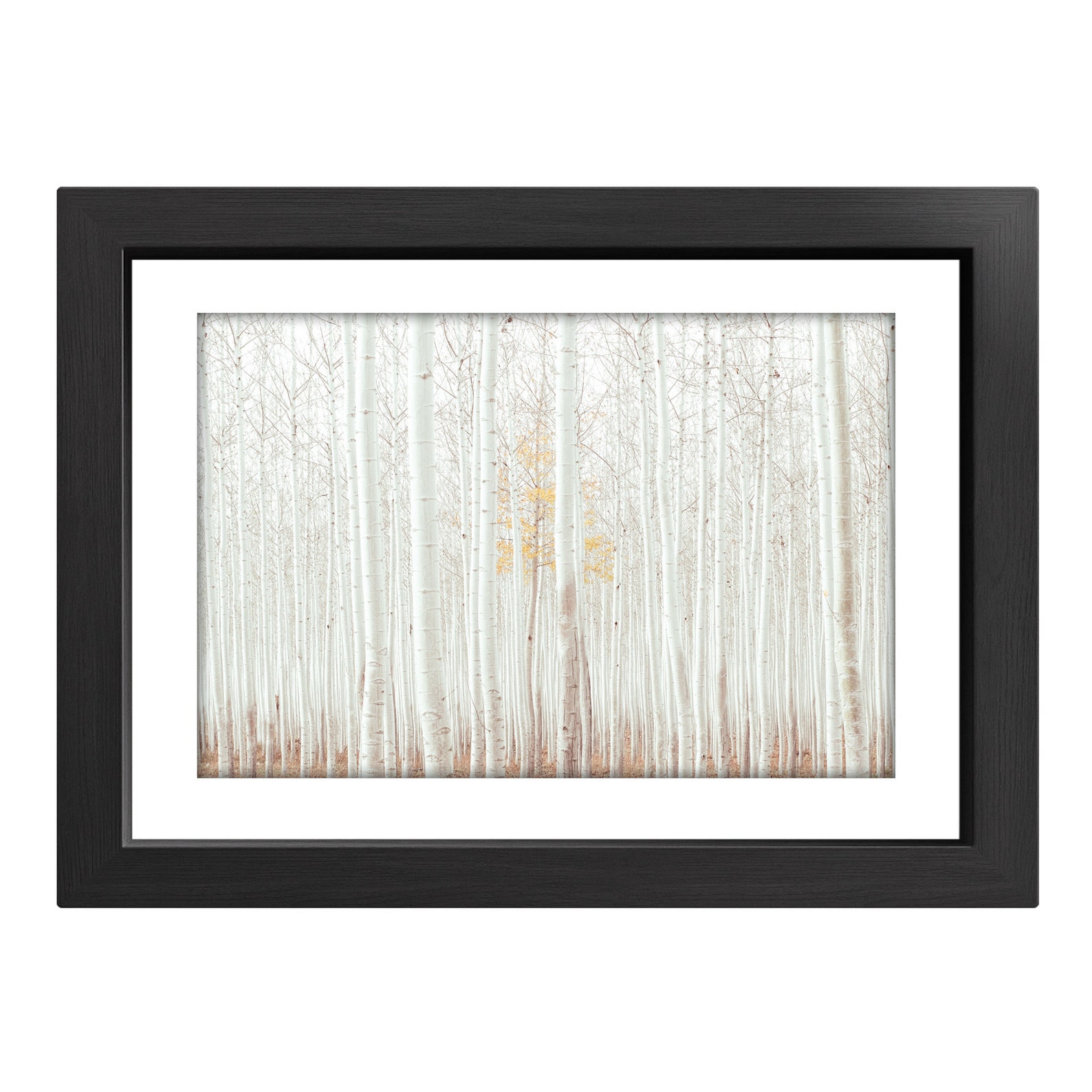 White Forest Birch Tree Nature Print Minimalist Art Large - Etsy