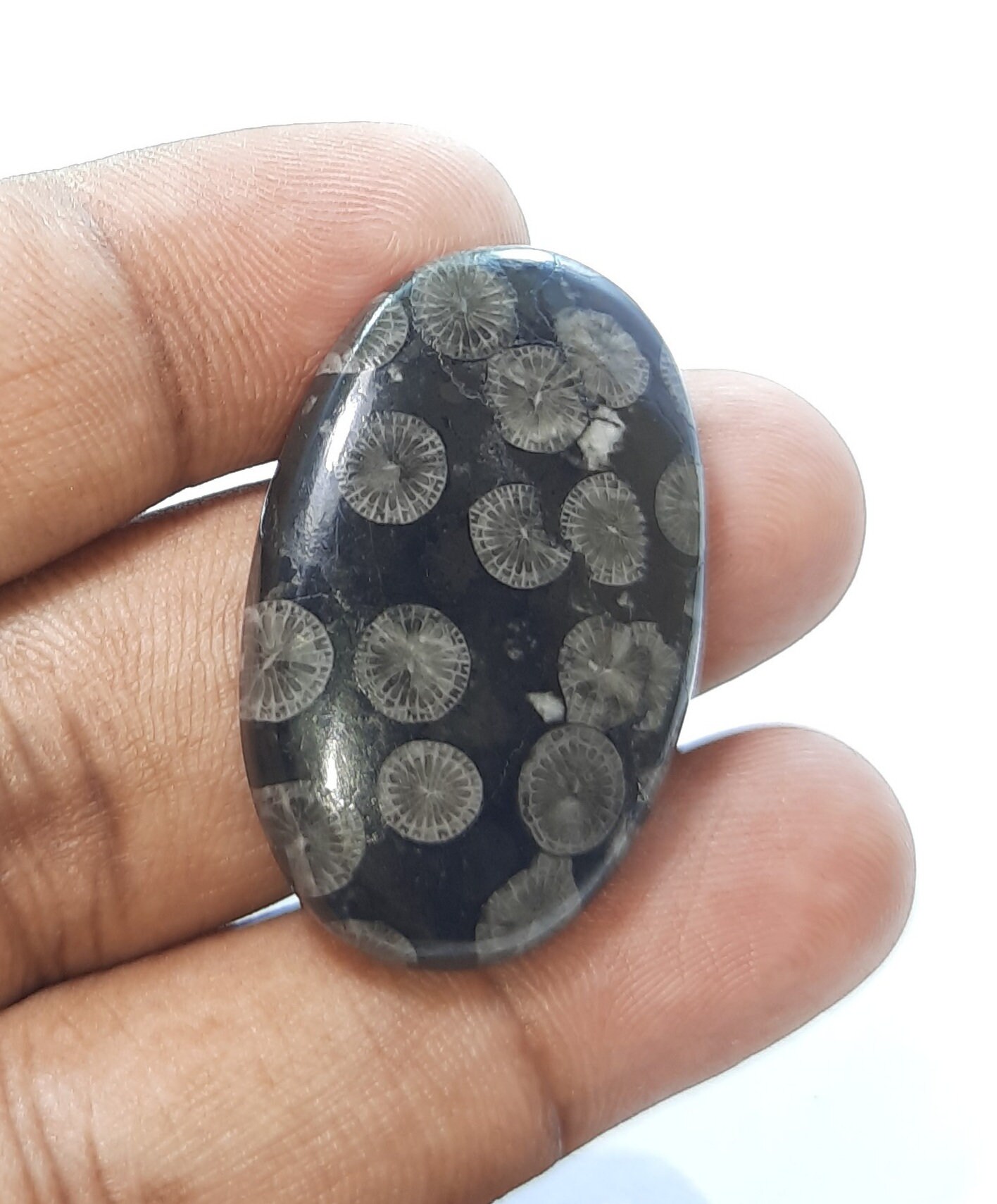 Black Fossil Coral Gemstone Black Fossil Coral Smooth - Etsy