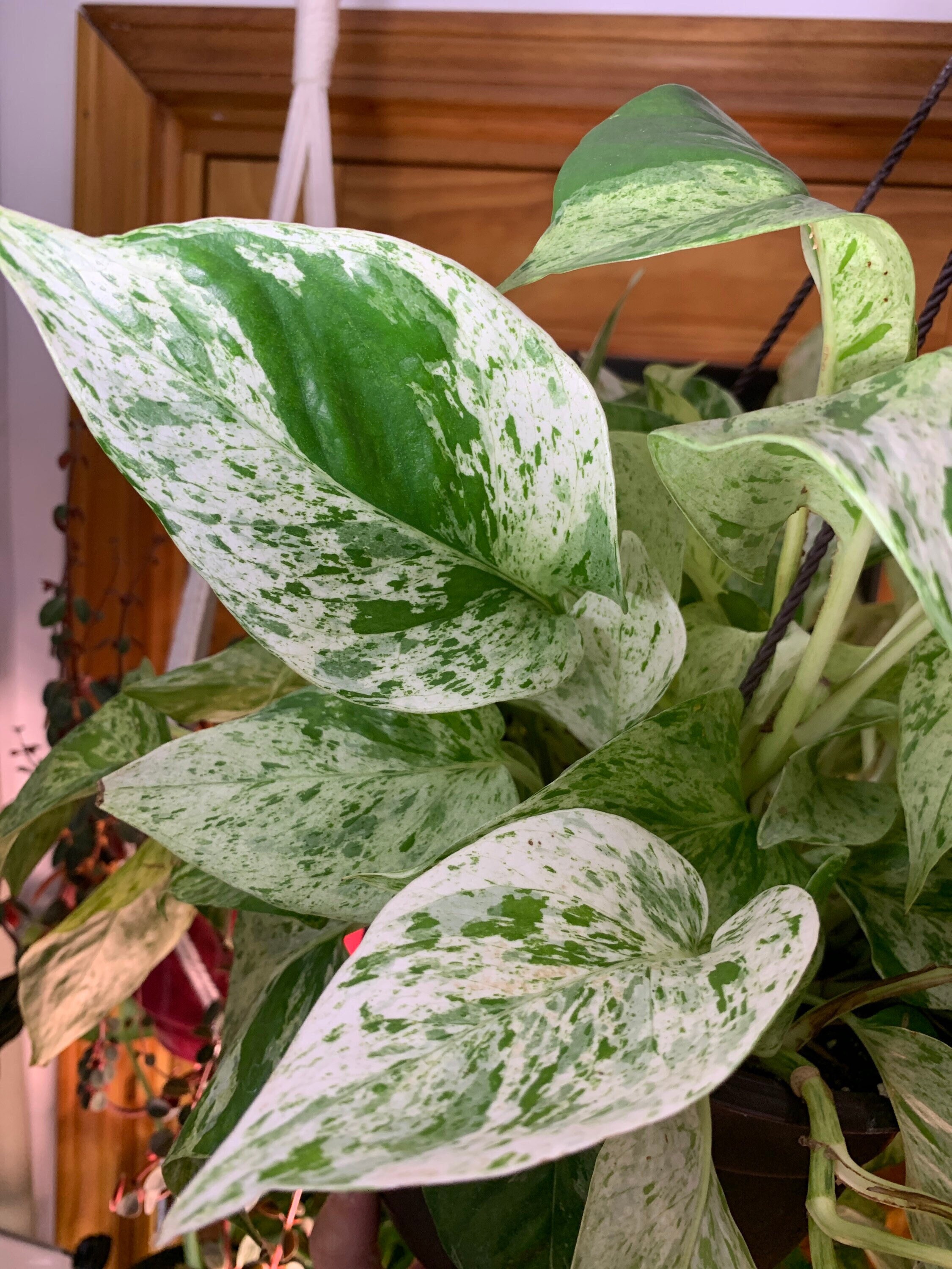 Marble Queen Variegated Pothos Cutting - Etsy