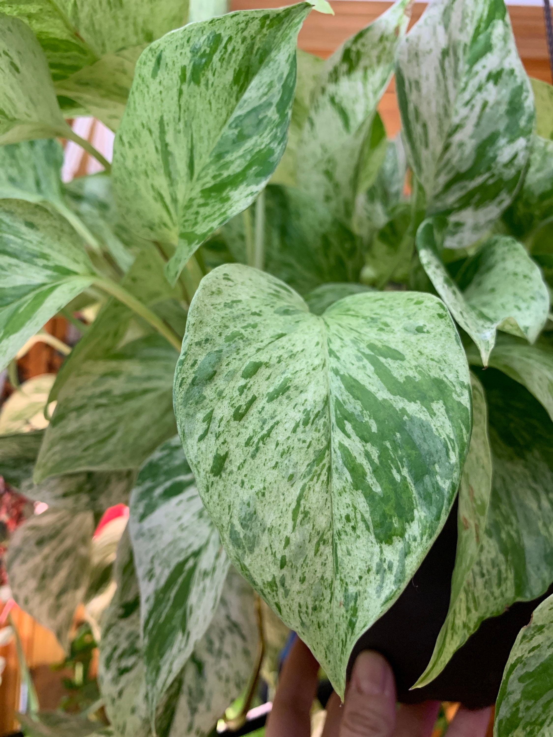 Marble Queen Variegated Pothos Cutting - Etsy