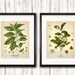 Coffee, Tea Vintage Botanical Prints Set of 2, Kitchen Wall Art, Fine ...