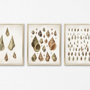 Conchology - Set of 3 Prints, Vintage Shell Illustrations, Seashell ...