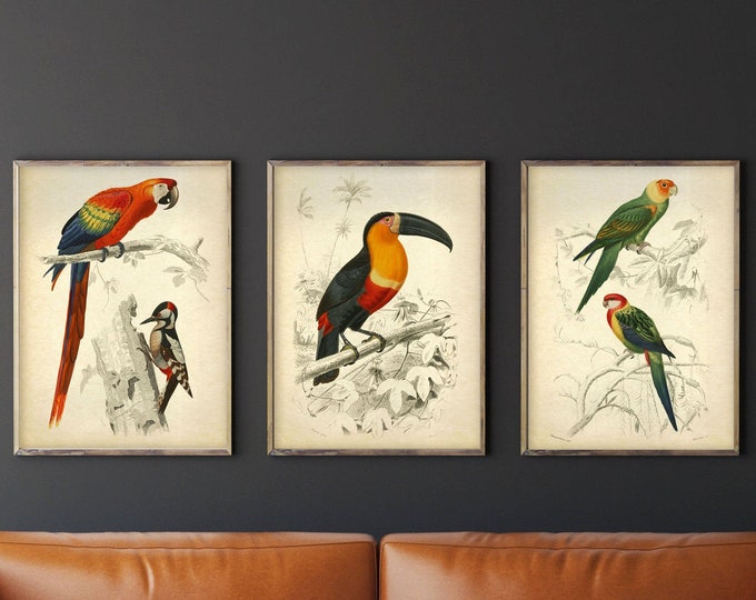 Tropical Birds - Set of 3 Vintage Bird Posters, Toucan, Parrot, Macaw ...