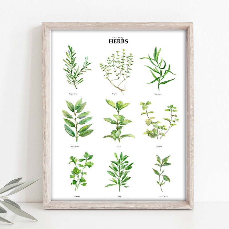 Herb Poster - Etsy