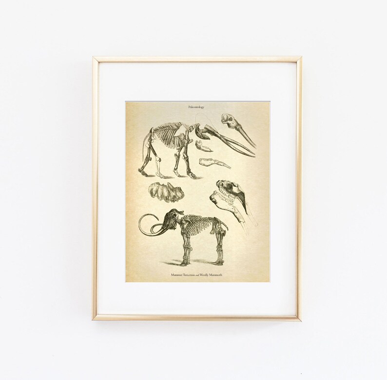 Paleontology Extinct Animal Print Mammoth Poster Skeleton - Etsy