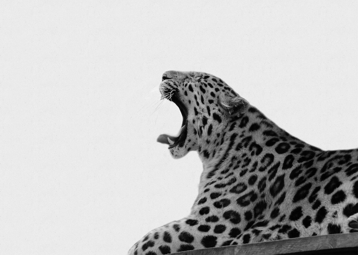 Jaguar Print Nursery Animal Poster Digital Prints Download | Etsy