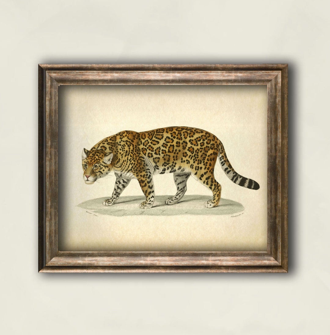Jaguar Print, Vintage Animal Poster, Jaguar Antique Poster, Zoology ...