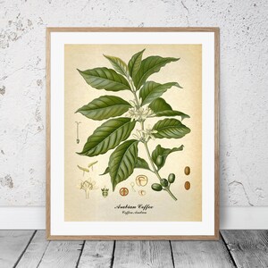 Coffee, Tea Vintage Botanical Prints Set of 2, Kitchen Wall Art, Fine ...