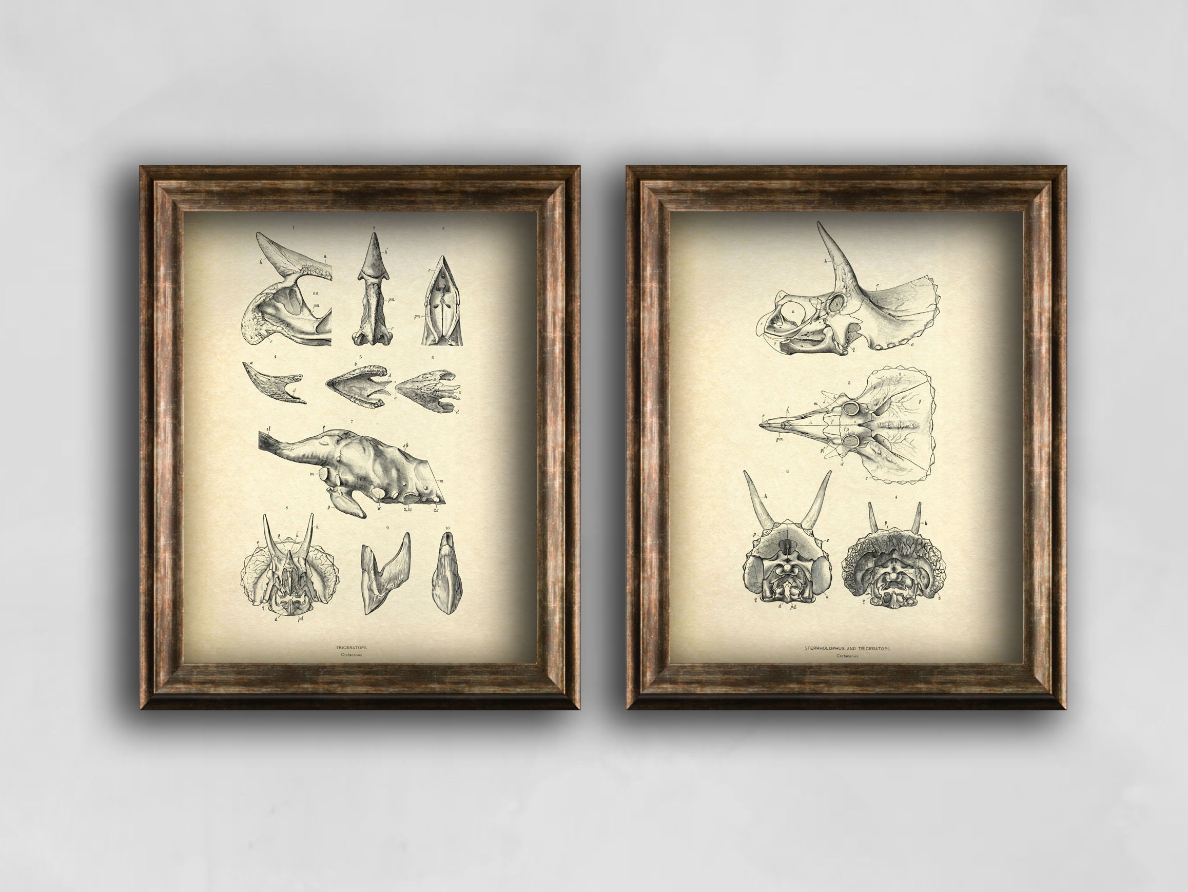 Triceratops Dinosaur Set of 2 Paleontology Posters | Etsy
