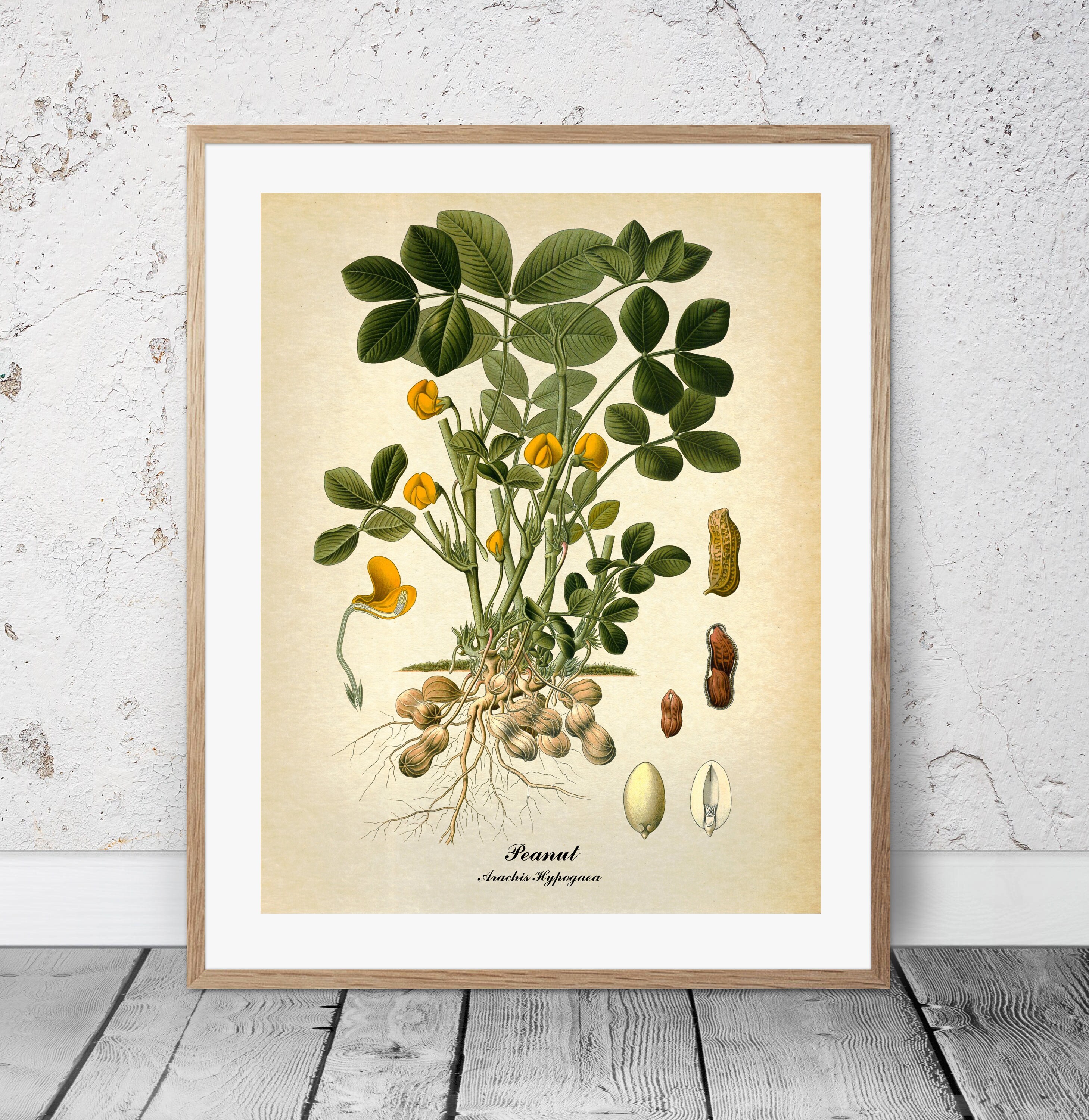 Botanical Art Set of 6 Vintage Botanical Posters Kitchen - Etsy