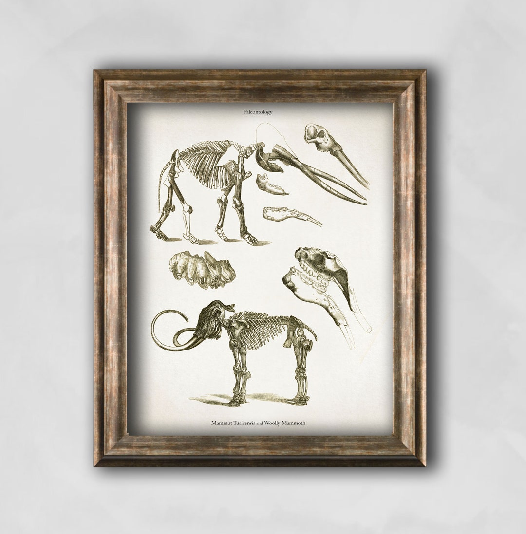 Paleontology Extinct Animal Print, Mammoth Poster, Skeleton Anatomy ...