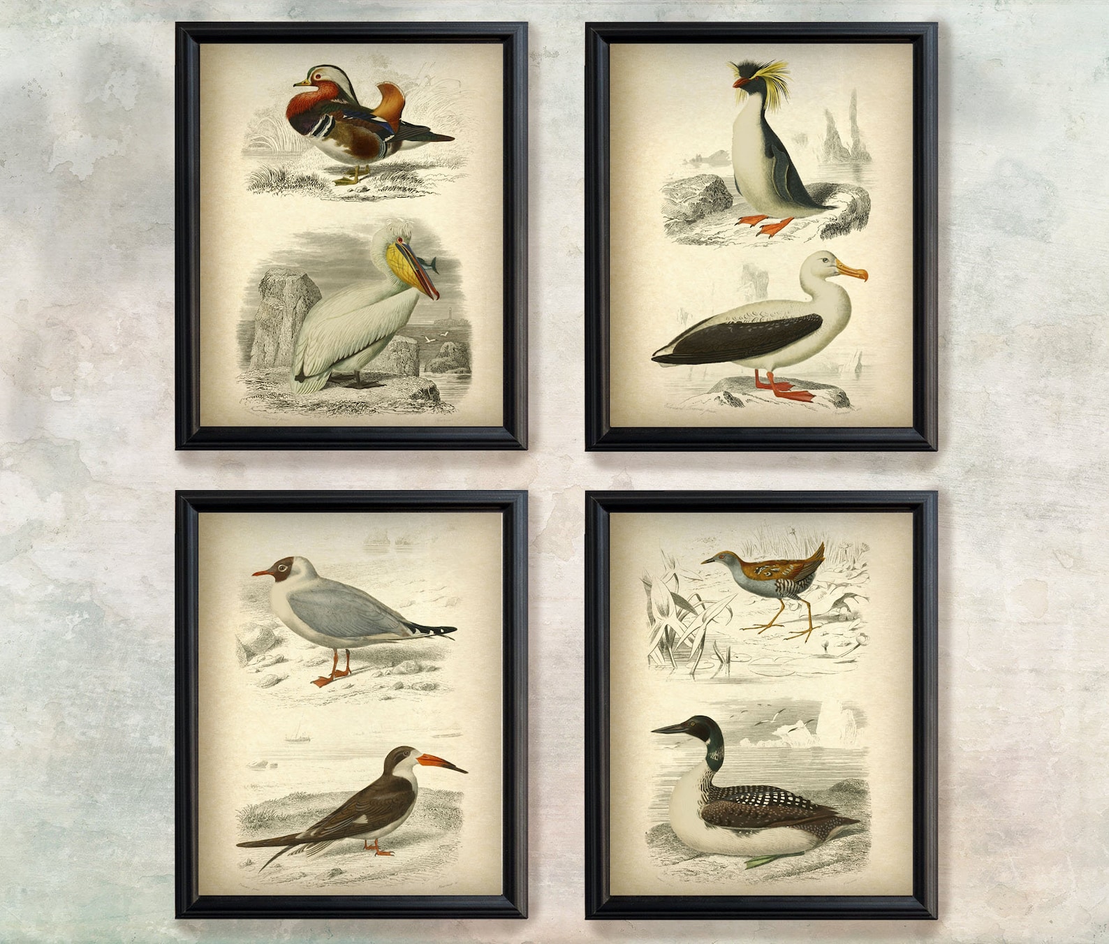 Sea Bird Prints Set of 4 Vintage Posters Antique Sea Bird - Etsy