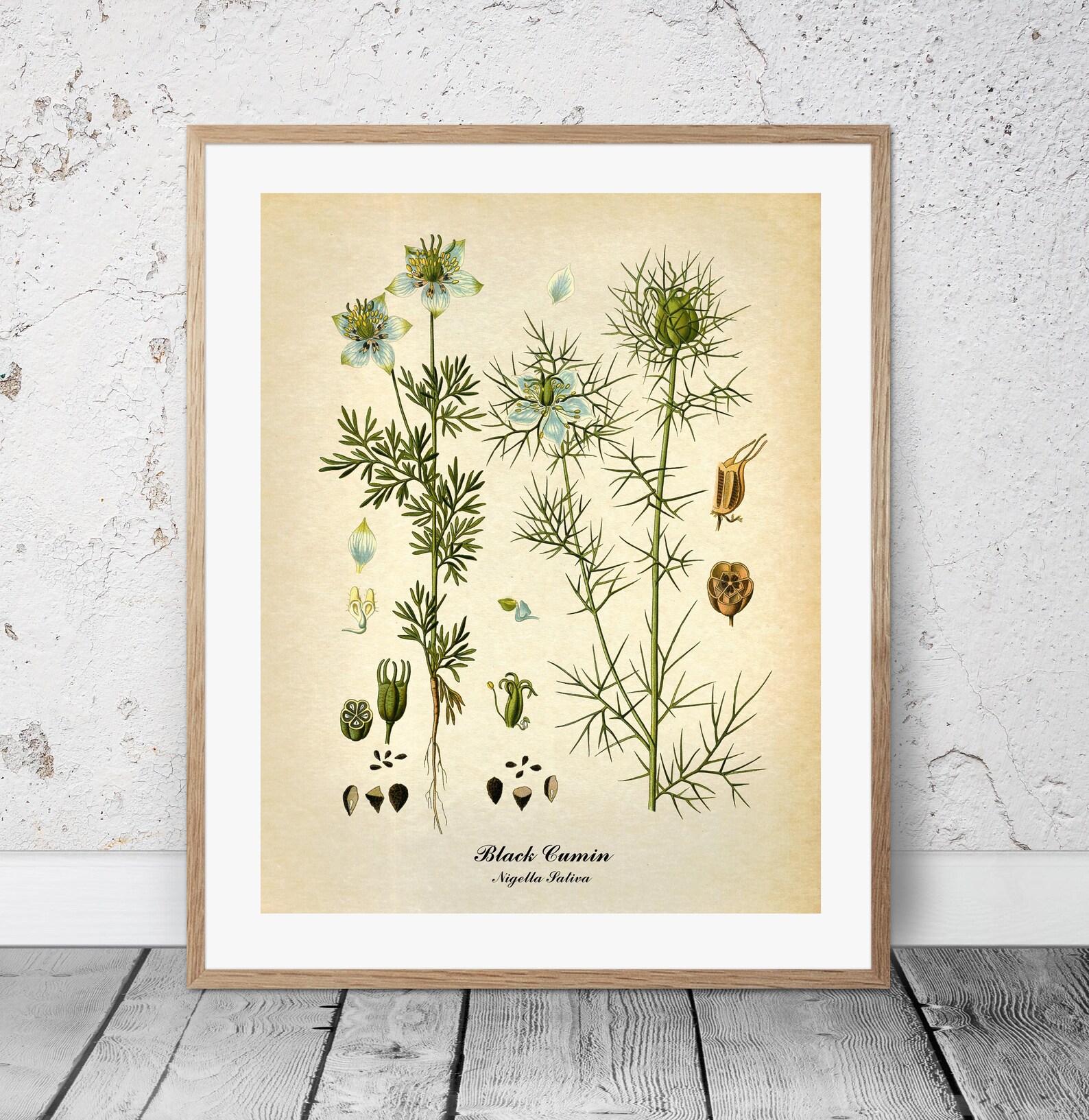 Botanical Art Set of 6 Vintage Botanical Posters Kitchen - Etsy