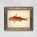 Antique Fish Illustration Prints – Set of 12, Vintage Angling Art - Etsy