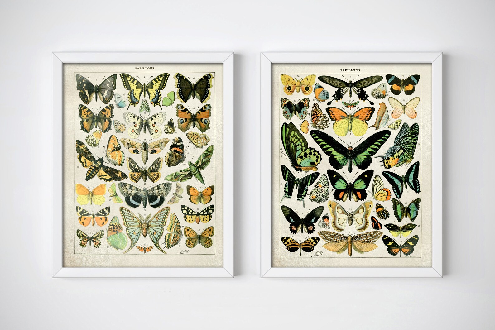 Butterfly Poster Set of 2, Vintage Butterfly Chart Print, French ...