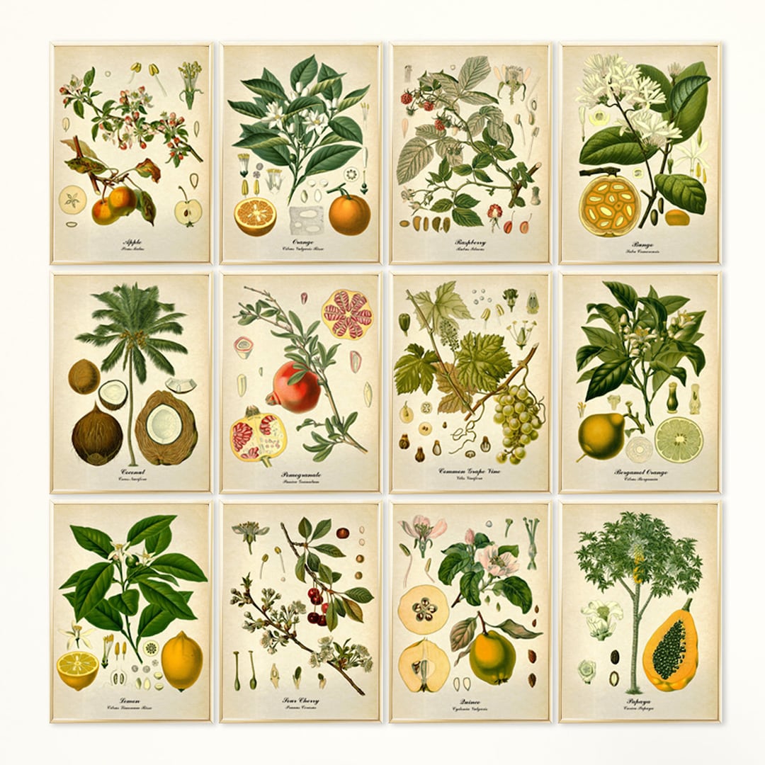 Botanical Art Set of 12 Fruits Vintage Botanical Prints, Kitchen Wall ...