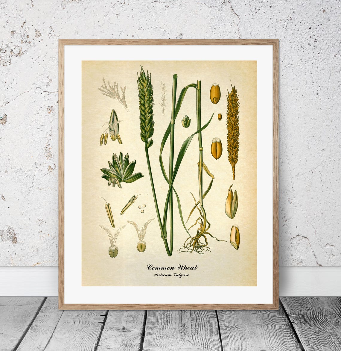 Botanical Set of 3 Vintage Posters, Herbs Kitchen Wall Decor, Rosemary ...