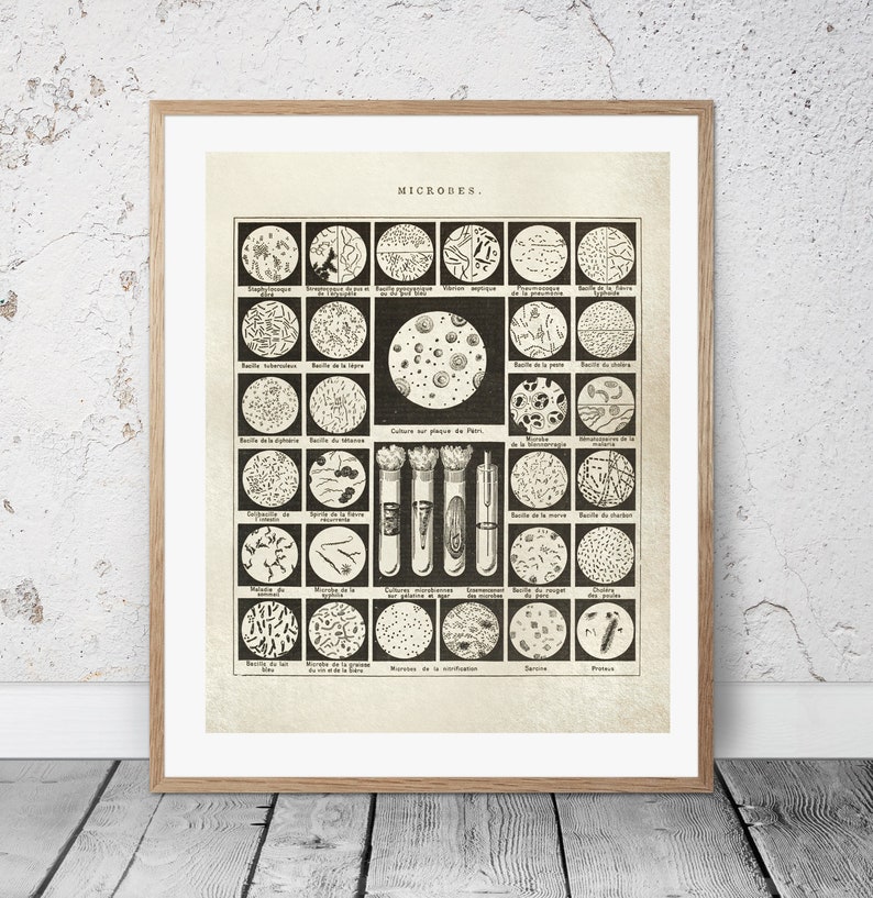 Vintage French Bacteria Biology Poster, Science Wall Art - Etsy