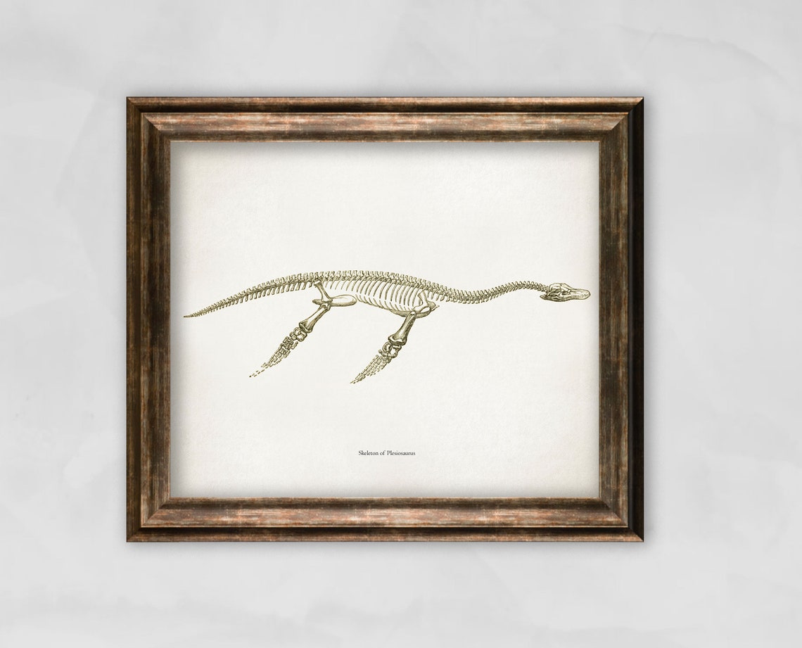 Plesiosaurus Skeleton Print, Vintage Paleontology Art - Etsy