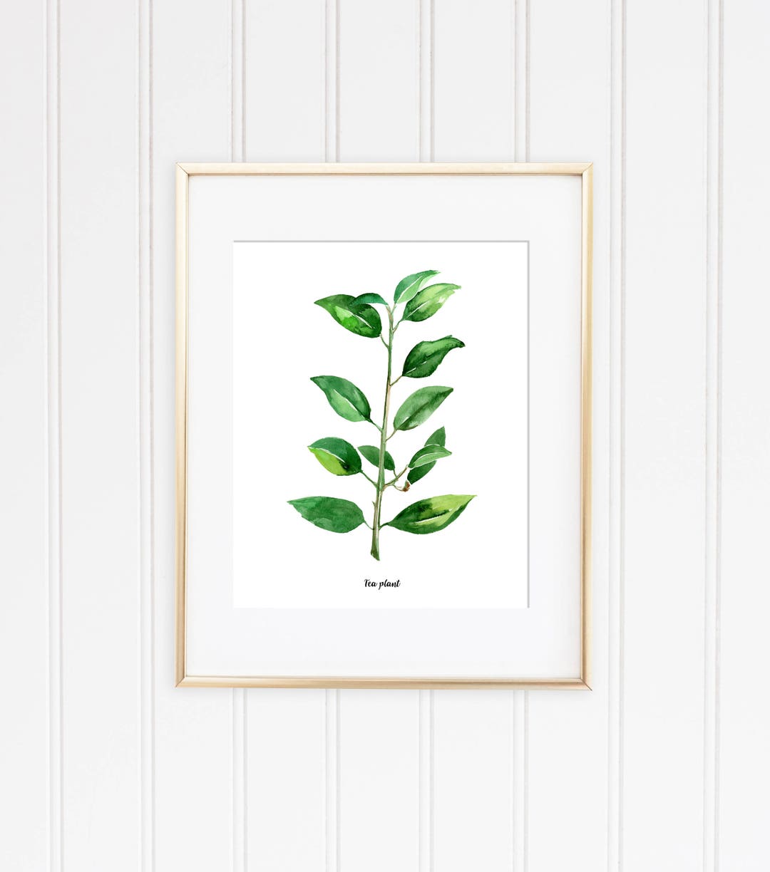 Tea Plant Watercolor Botanical Illustration, Tea Plant Kitchen and Home ...