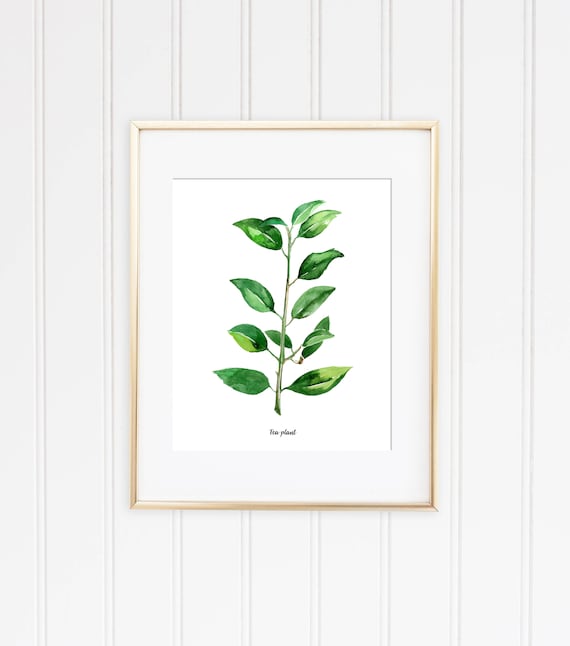 Tea Plant Watercolor Botanical Illustration Tea Plant Kitchen | Etsy