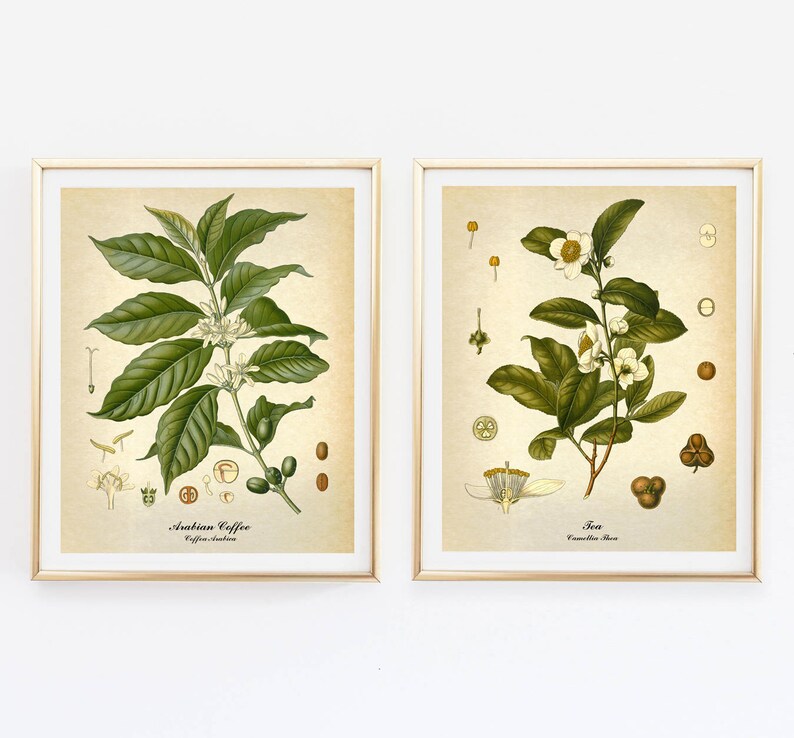 Coffee, Tea Vintage Botanical Prints Set of 2, Kitchen Wall Art, Fine ...
