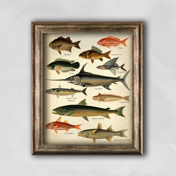 Vintage Fish Poster - Etsy