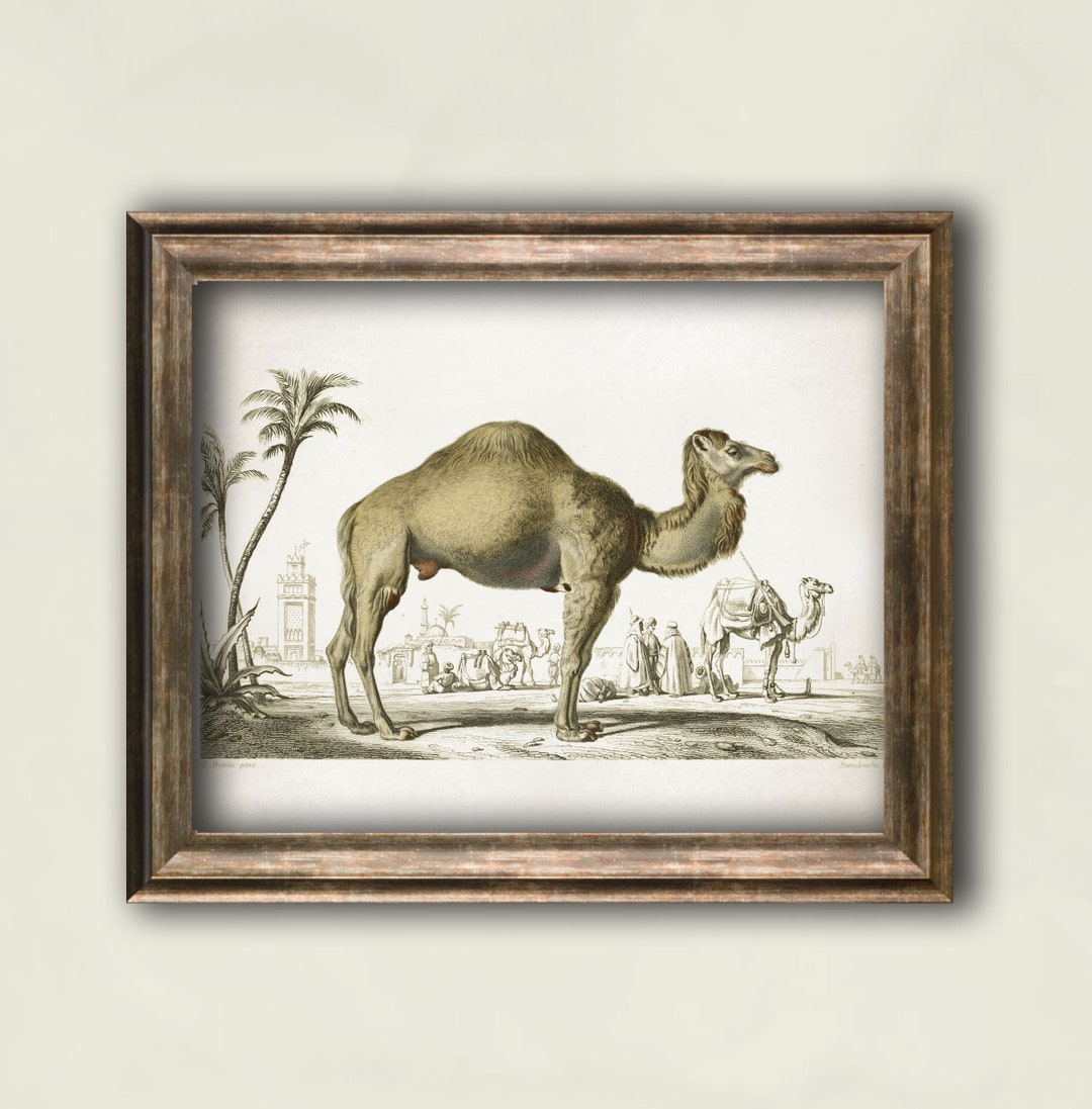 Camel Poster, Animal Art Print, Camel Antique Poster, Zoology Vintage ...