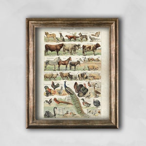 Domestic Animals Chart, Farm Animals Poster, Farmhouse Wall Décor ...