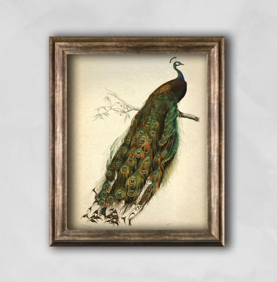 Peacock Print Vintage Peacock Wall Art Peacock Antique Etsy