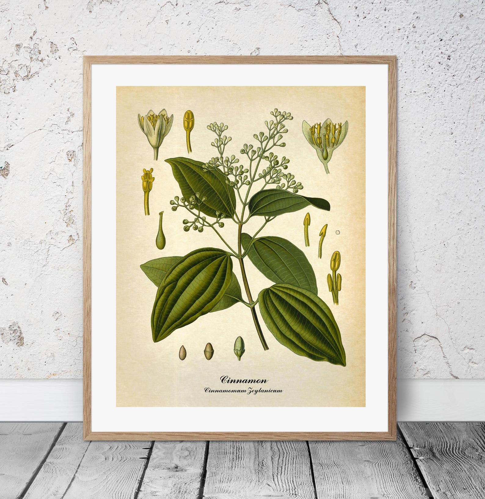 Botanical Art Set of 6 Vintage Botanical Prints Kitchen | Etsy