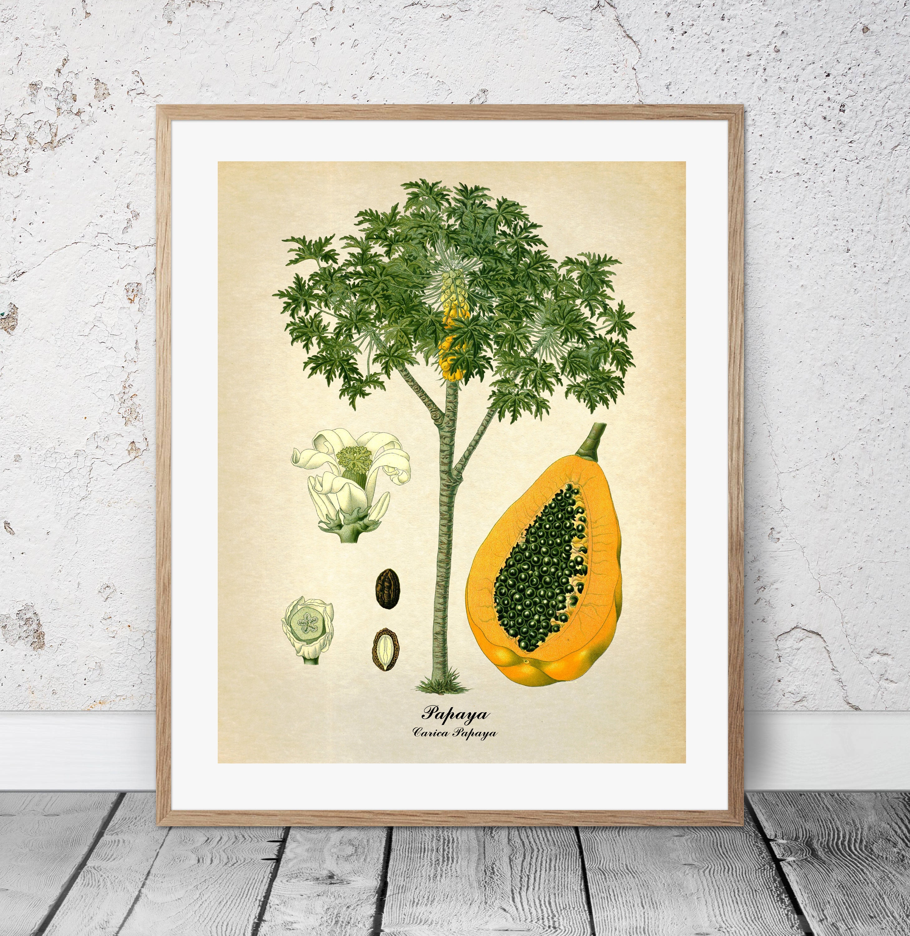 Set of 3 vintage botanical posters Palm Coconut Papaya Tree | Etsy