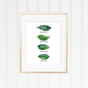 Tea - Set of 3 Watercolor Botanical Illustrations, Tea Plants, Tea ...