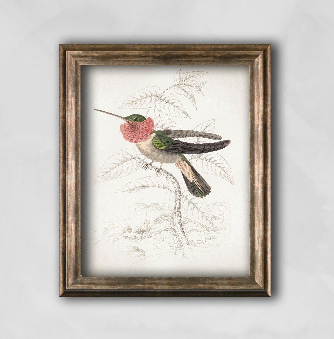 Hummingbird Vintage Print, Calibri Bird Poster, Antique Hummingbird ...