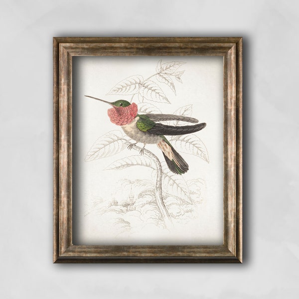 Antique Hummingbird Prints - Etsy