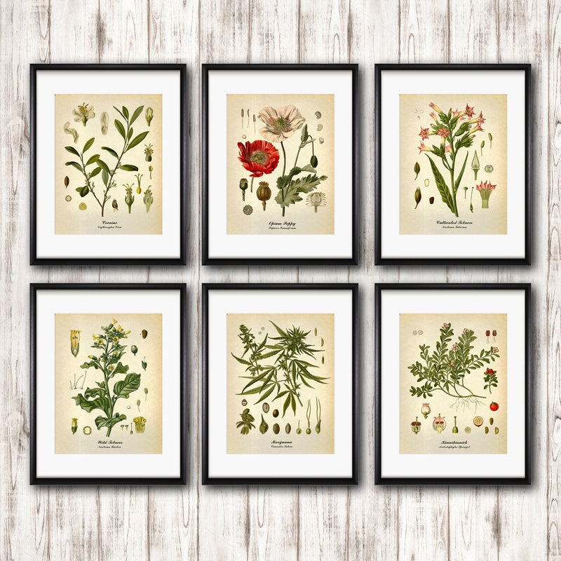 Marijuana Botanical Print - Etsy